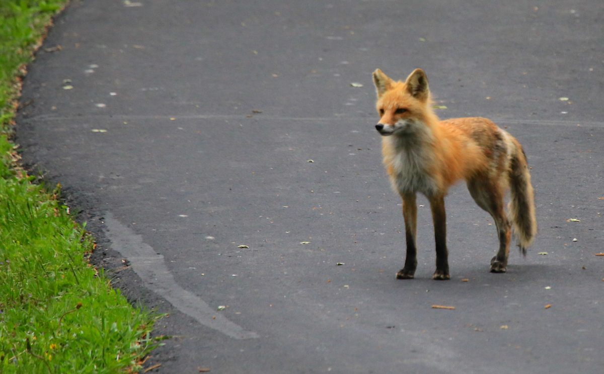 Male Red Fox – 5-14-2021 – Pictrona – an online storybook!