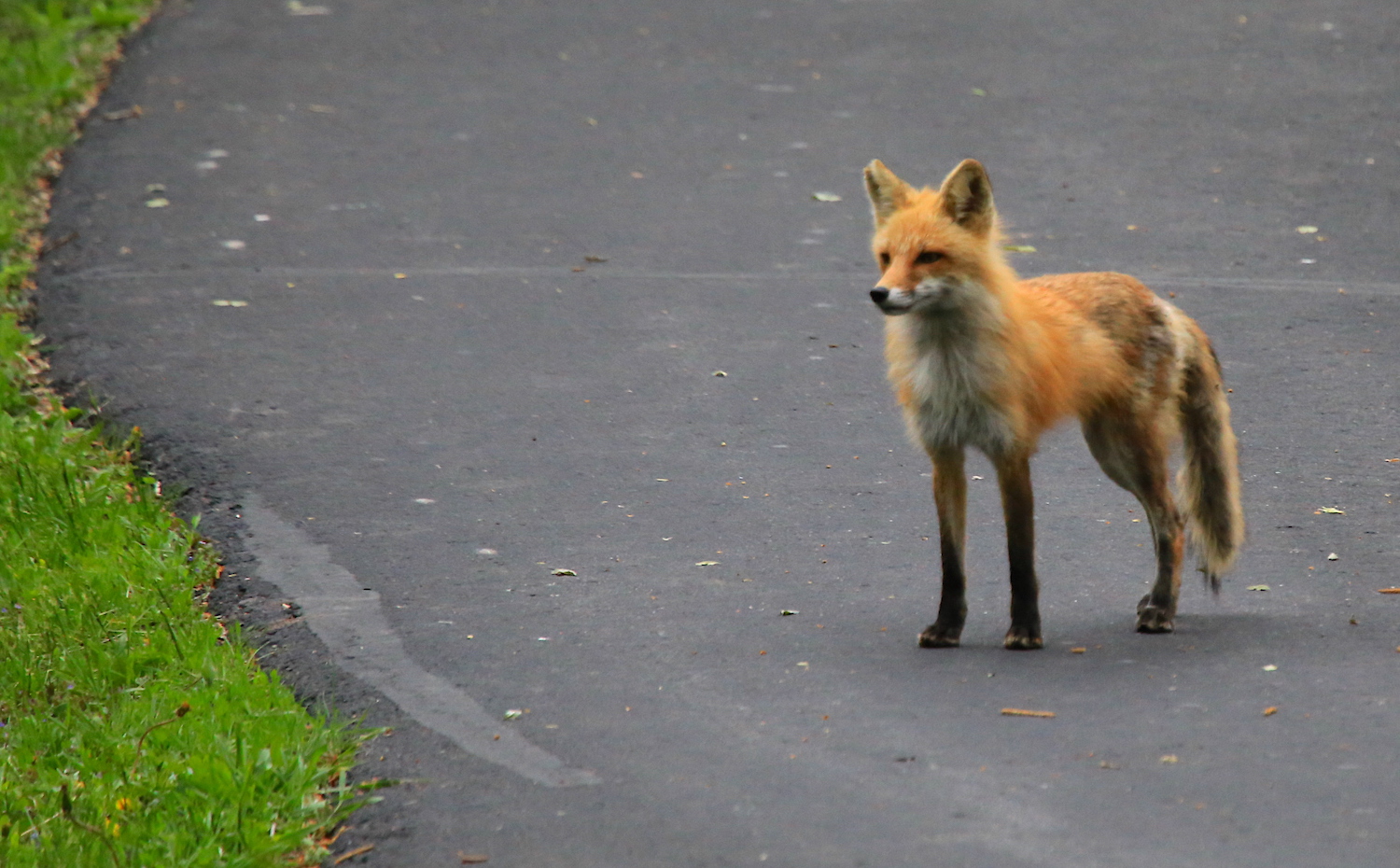 Male Red Fox – 5-14-2021 – Pictrona – an online storybook!
